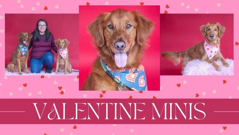 Valentines Pet Portraits with K Schulz Photography | Shop Online